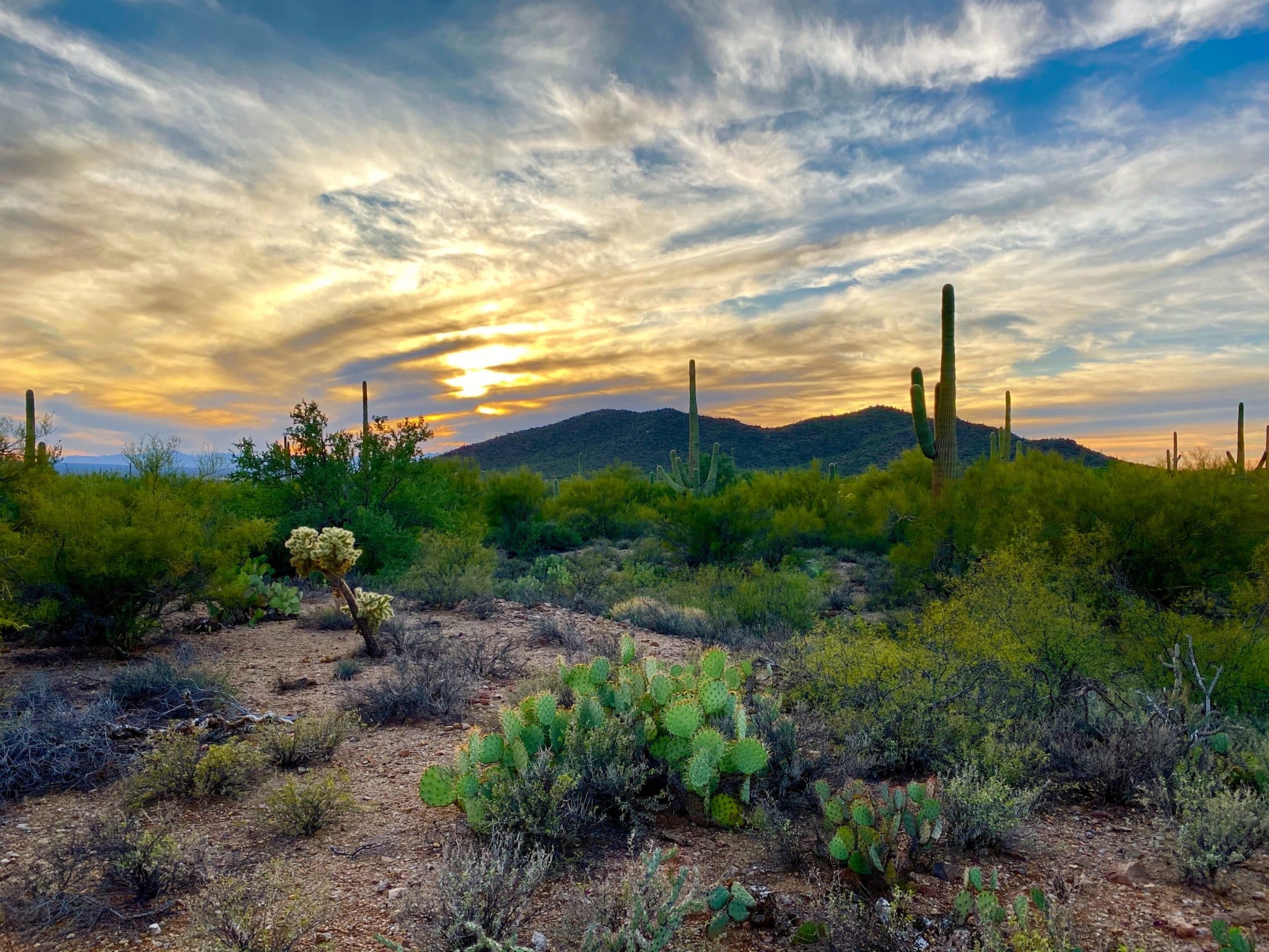 Ultimate Arizona Itinerary: Grand Canyon, Petrified Forest & Saguaro ...